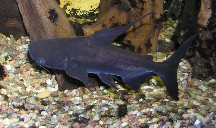 (Pangasiidae) СЕМЕЙСТВО ПАНГАСИЕВЫЕ СОМЫ, АКУЛЬИ СОМЫ (Shark catfishes ...